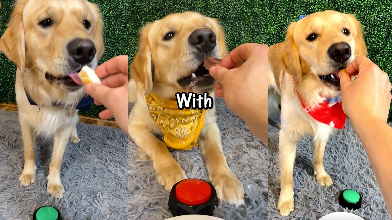 Funny Dog SLAPS Buttons... (Golden Retriever Compilation) - YouTube