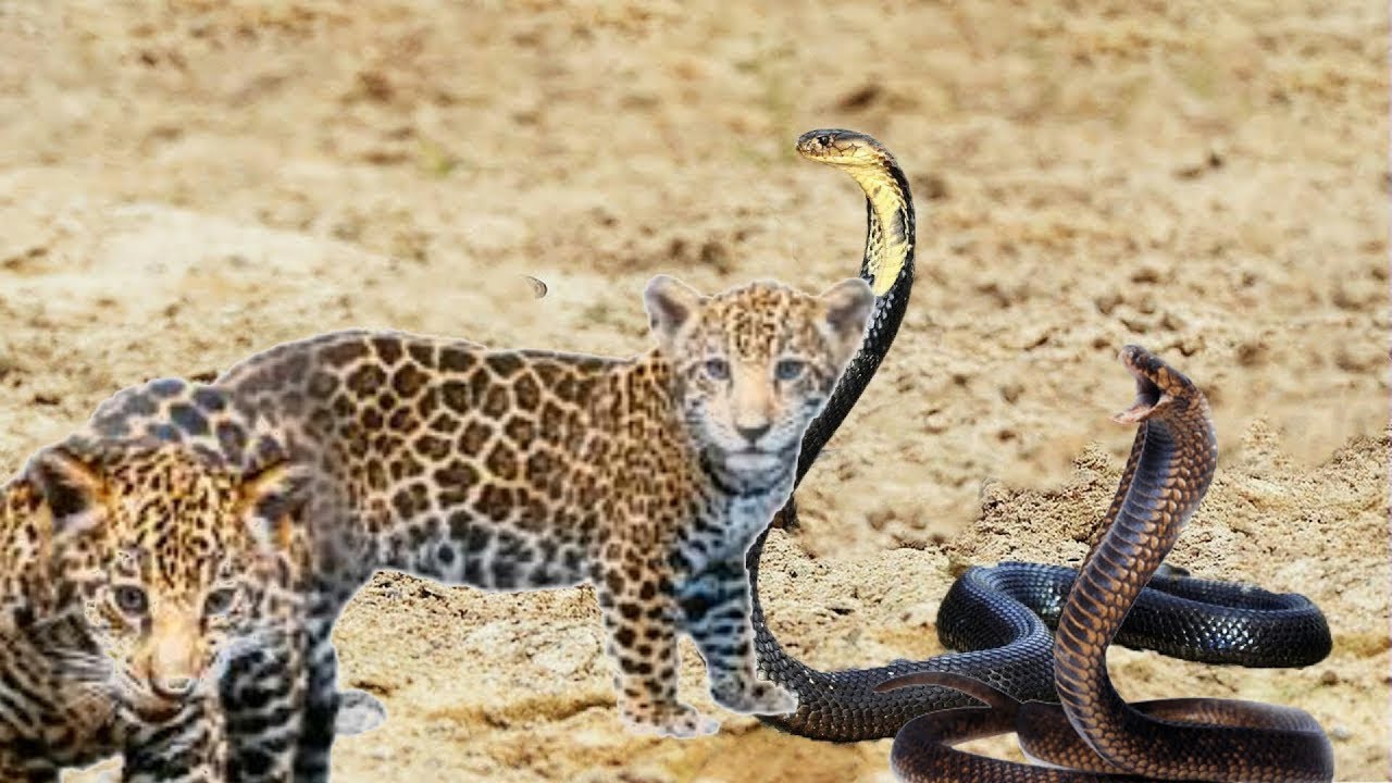 Cheetah cubs vs Kobra snake fight - YouTube