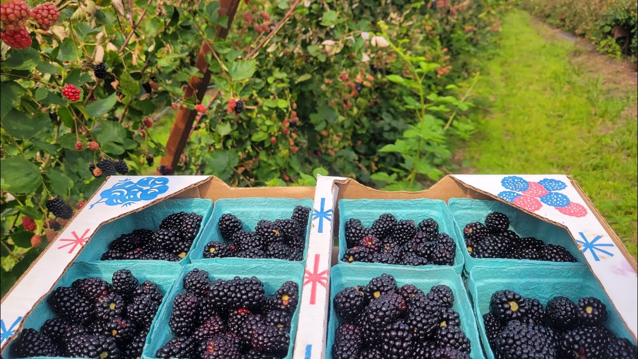 PICKING BLACKBERRIES! - YouTube