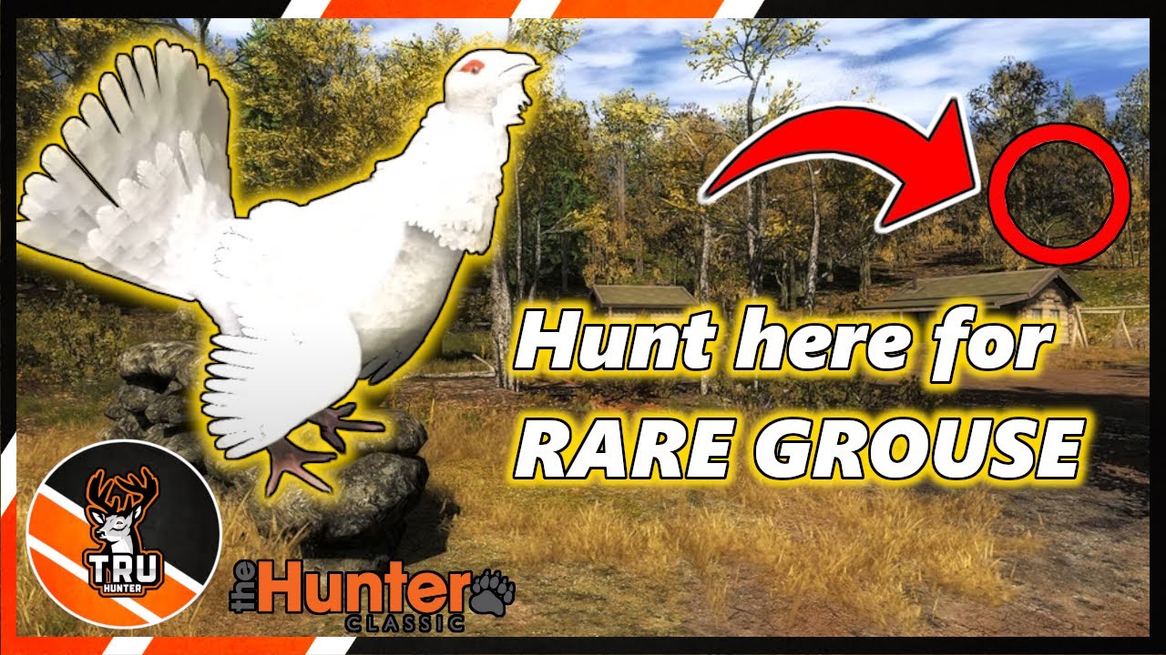 10 Wood Grouse from ONE SPOT + Monster Red Deer | theHunter Classic - YouTube