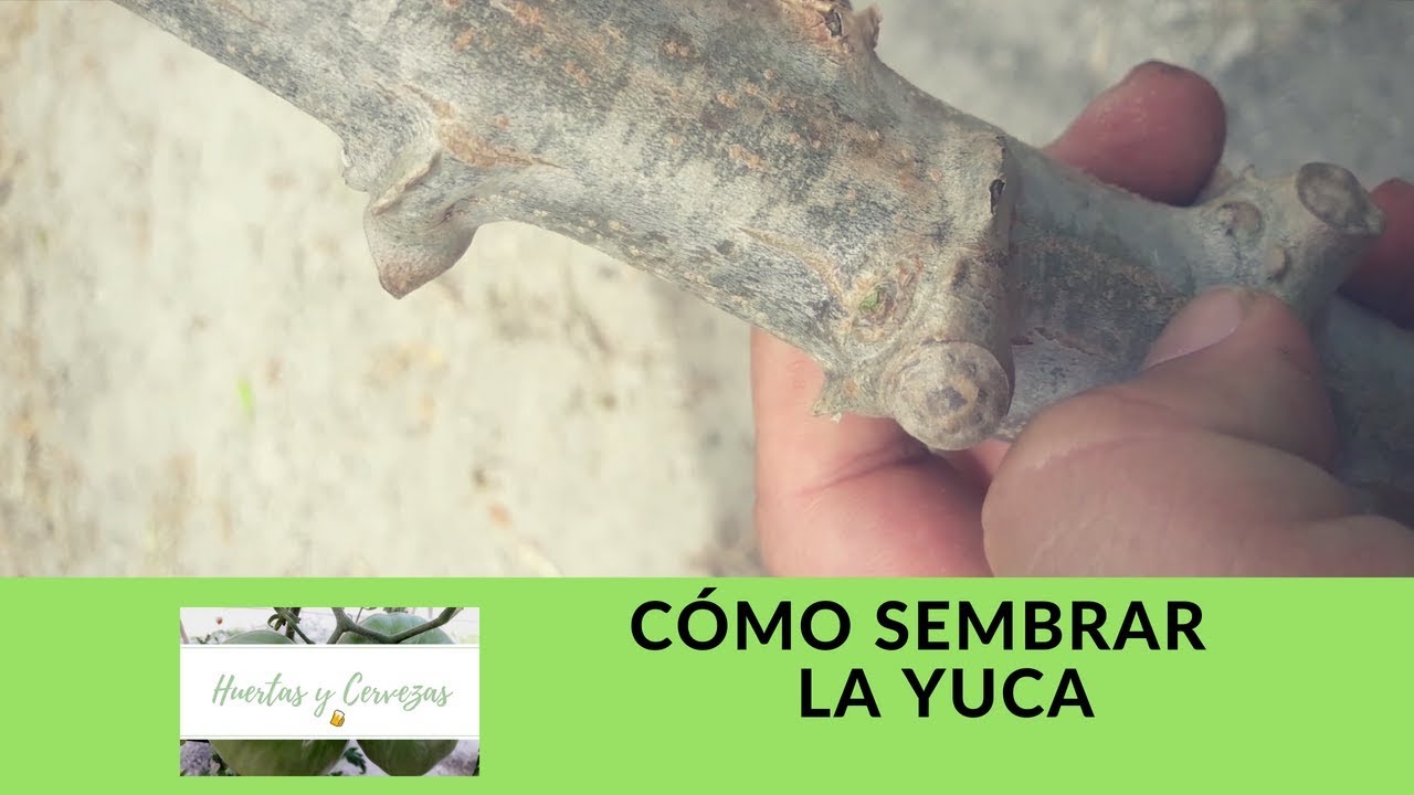Cómo Sembrar Yuca en el Huerto || Huertas y Cervezas - YouTube