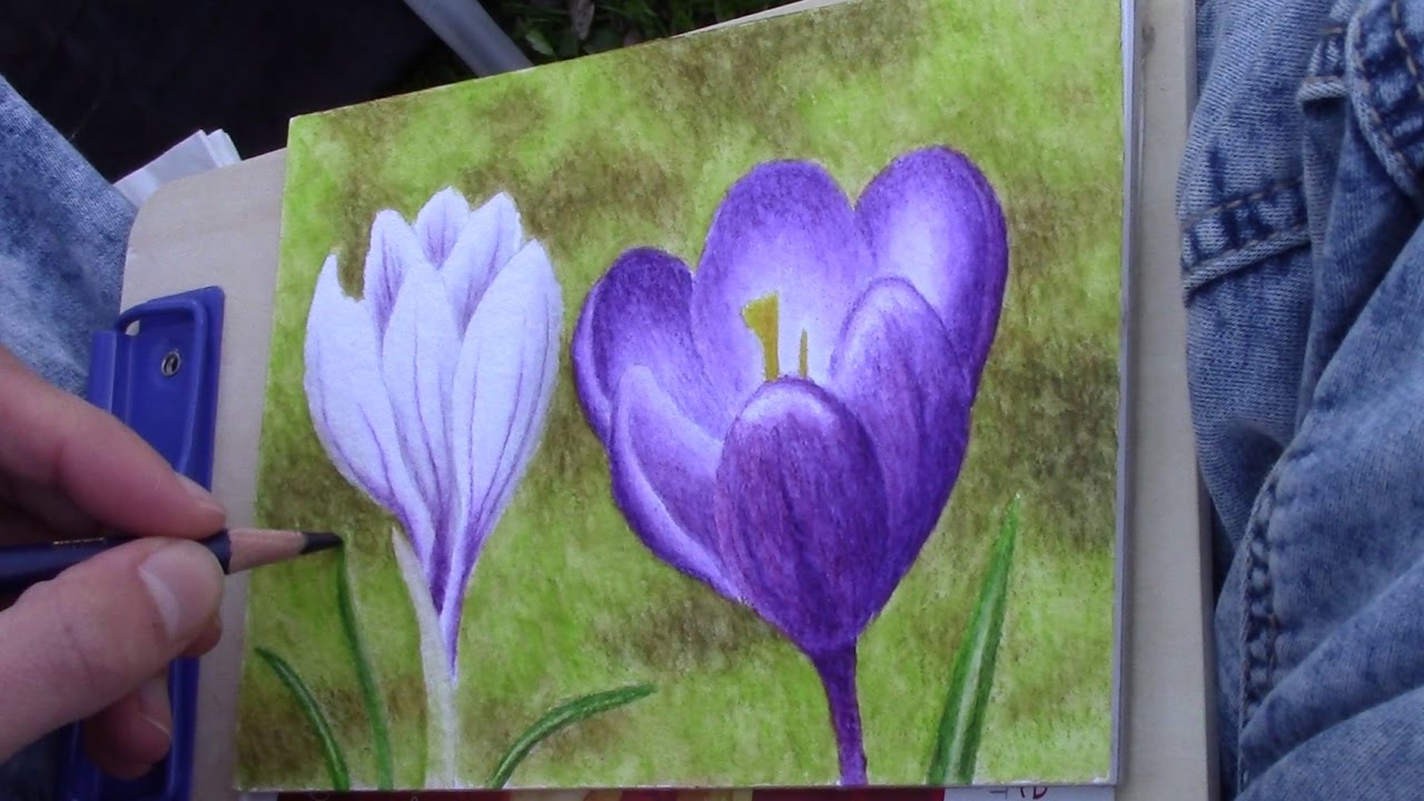 drawing crocuses with Inktense pencils (plein air drawing) - YouTube