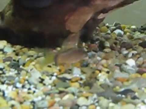 Skunk Botia Mating Behavior - YouTube