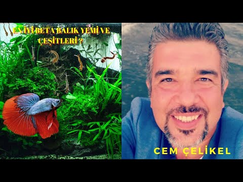🐠Beta Balığı Ne Yer? En İyi Yiyecekler ve Beslenme İpuçları!🌿💧