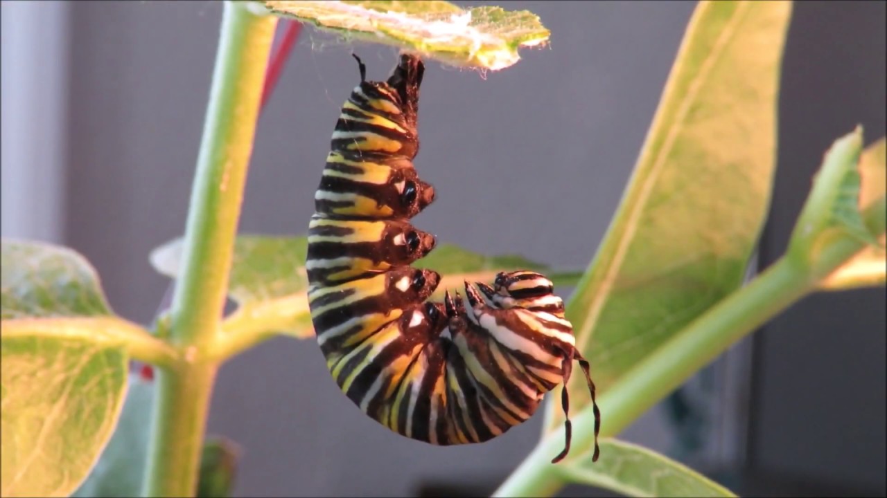 Monarch Butterfly Pupation - YouTube