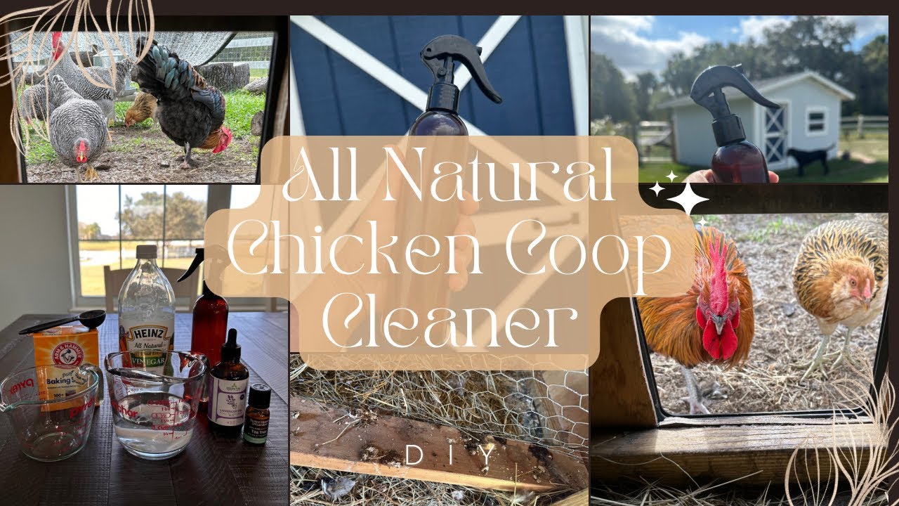 How To Make Your Own All Natural Chicken Coop Spray? - YouTube