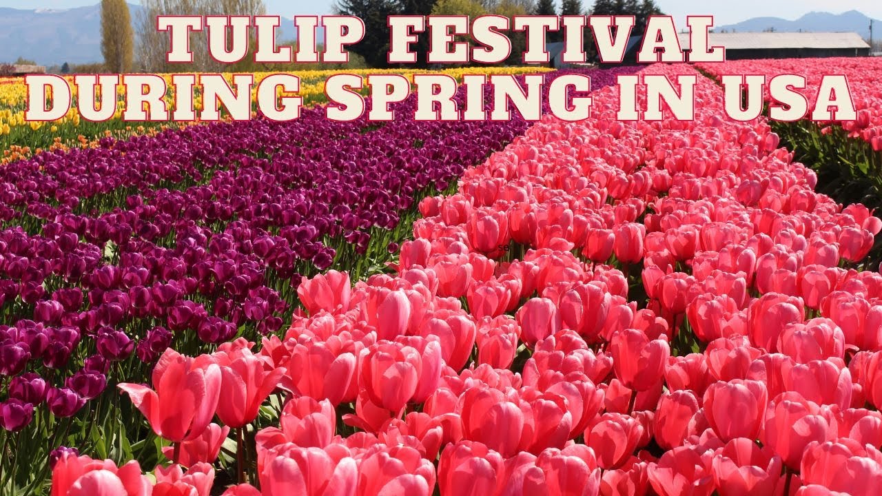 A beautiful Day in Wooden Shoe Tulip Festival near Portland, Oregon ...