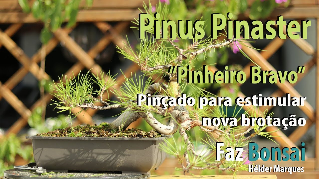Pinus Pinaster "Pinheiro bravo" - Pinçado para estimular uma nova ...