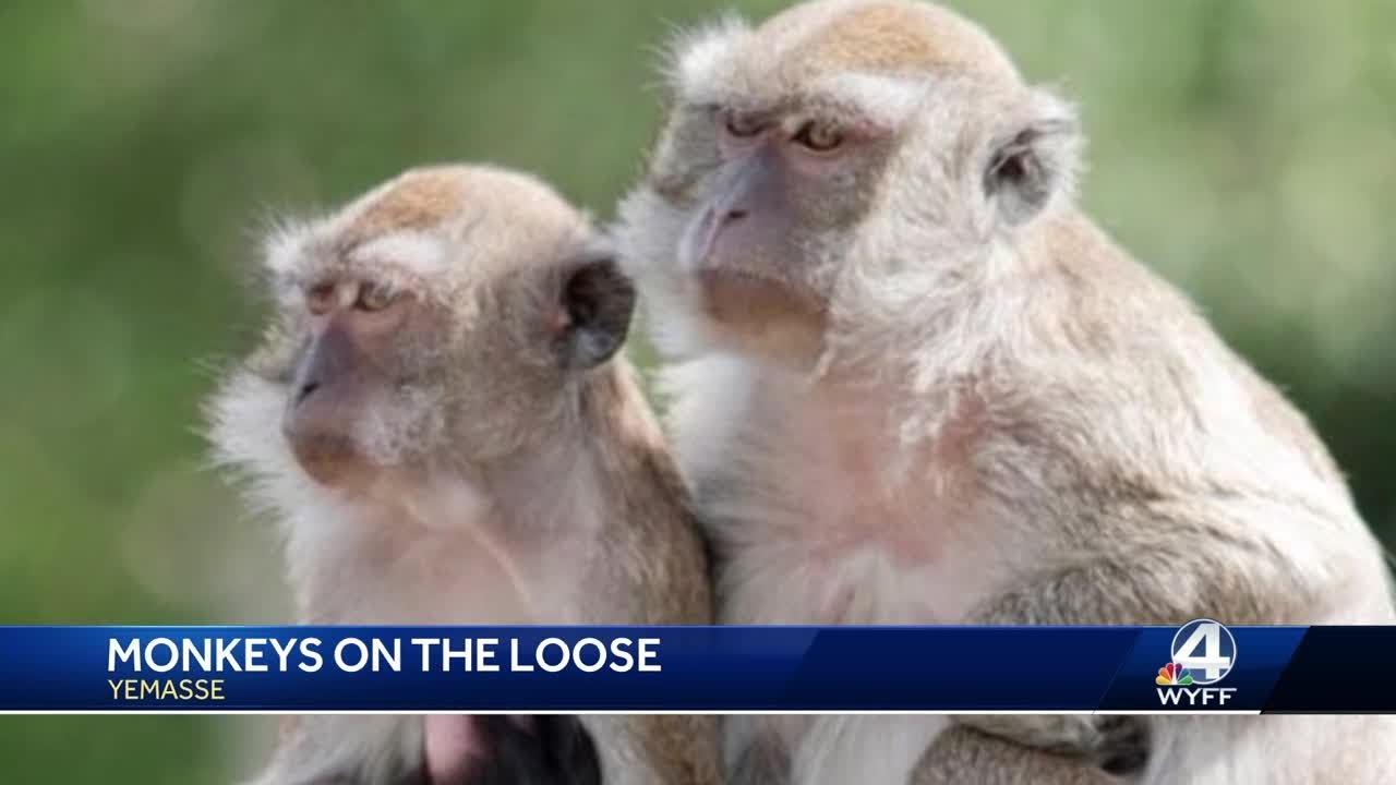 43 monkeys escape research center in South Carolina and have not been ...