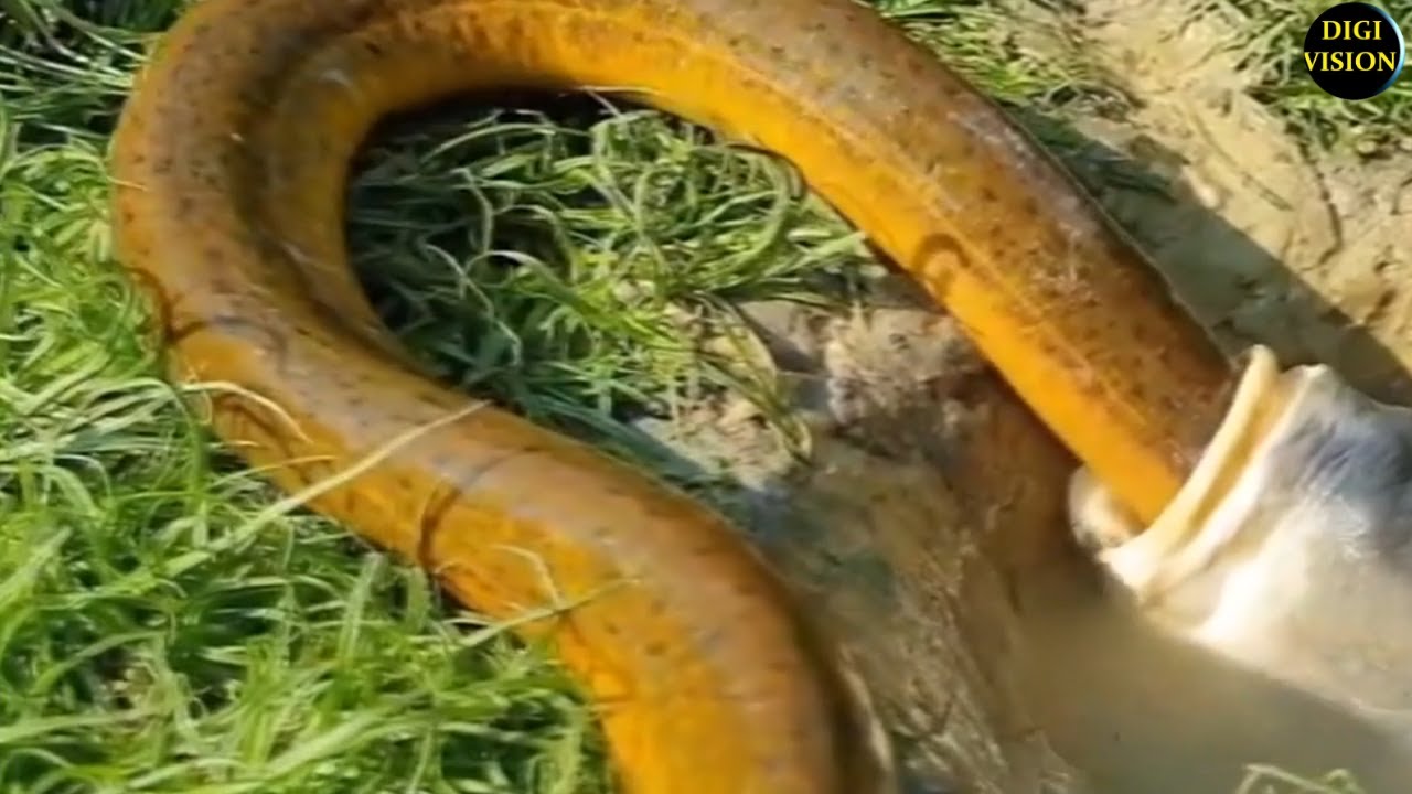 Fish Eating Eel - YouTube