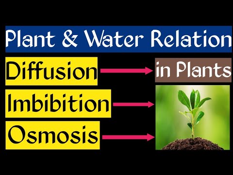 Diffusion Imbibition Osmosis in Plants Explanation in Telugu with Notes ...