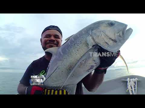 Parade Strike Predator Karang Raja Ampat | MANCING MANIA STRIKE BACK (20/09/26) P1