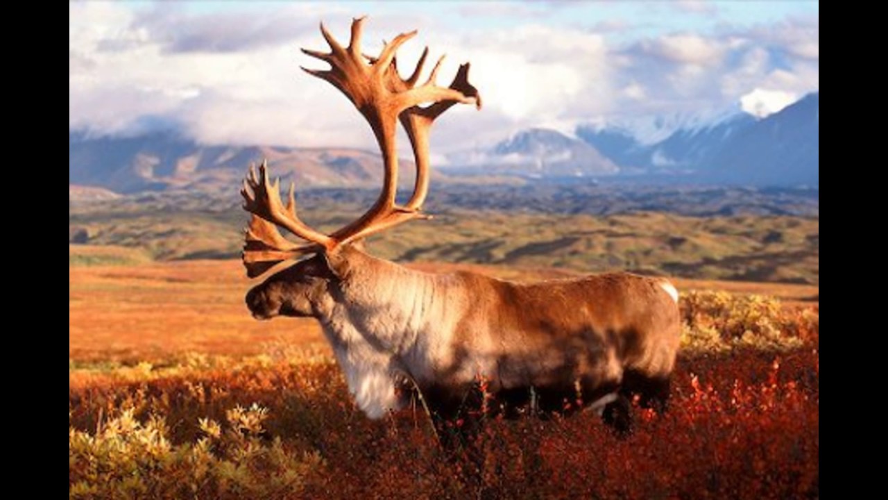 Reindeer slideshow - YouTube