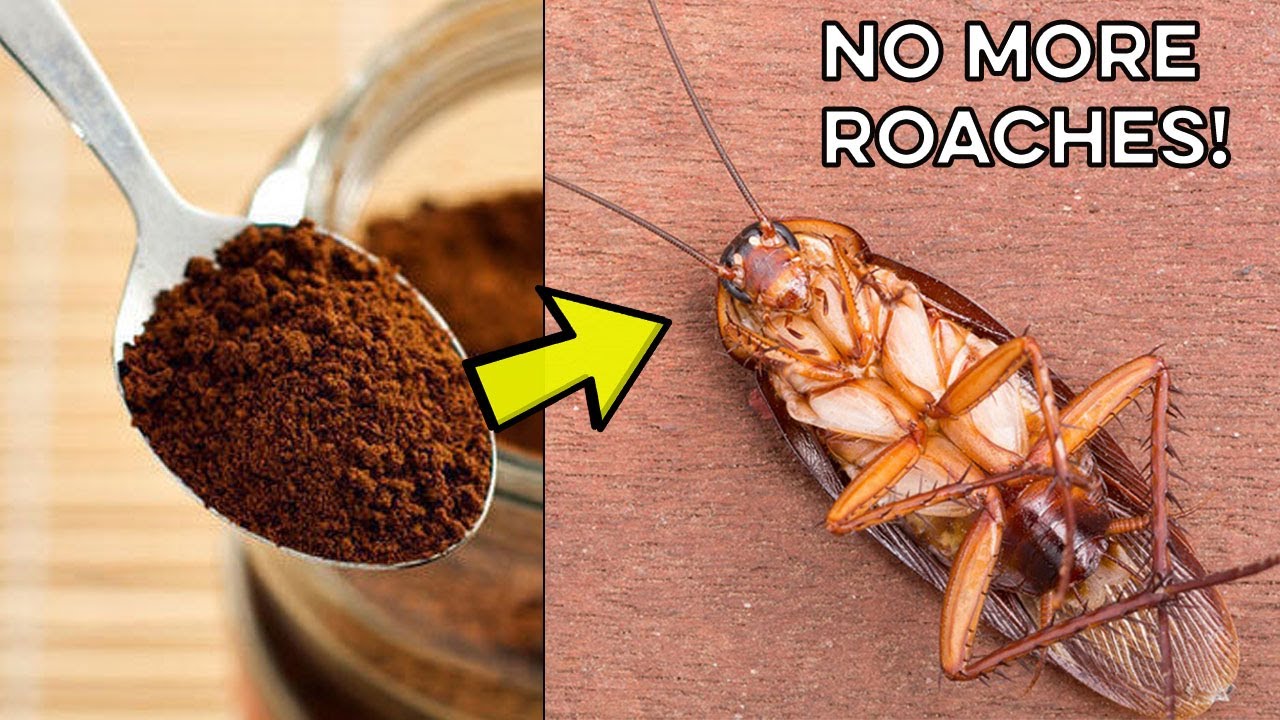 In Just 2 Minutes, Get Rid of Cockroaches in the House, And Kitchen ...
