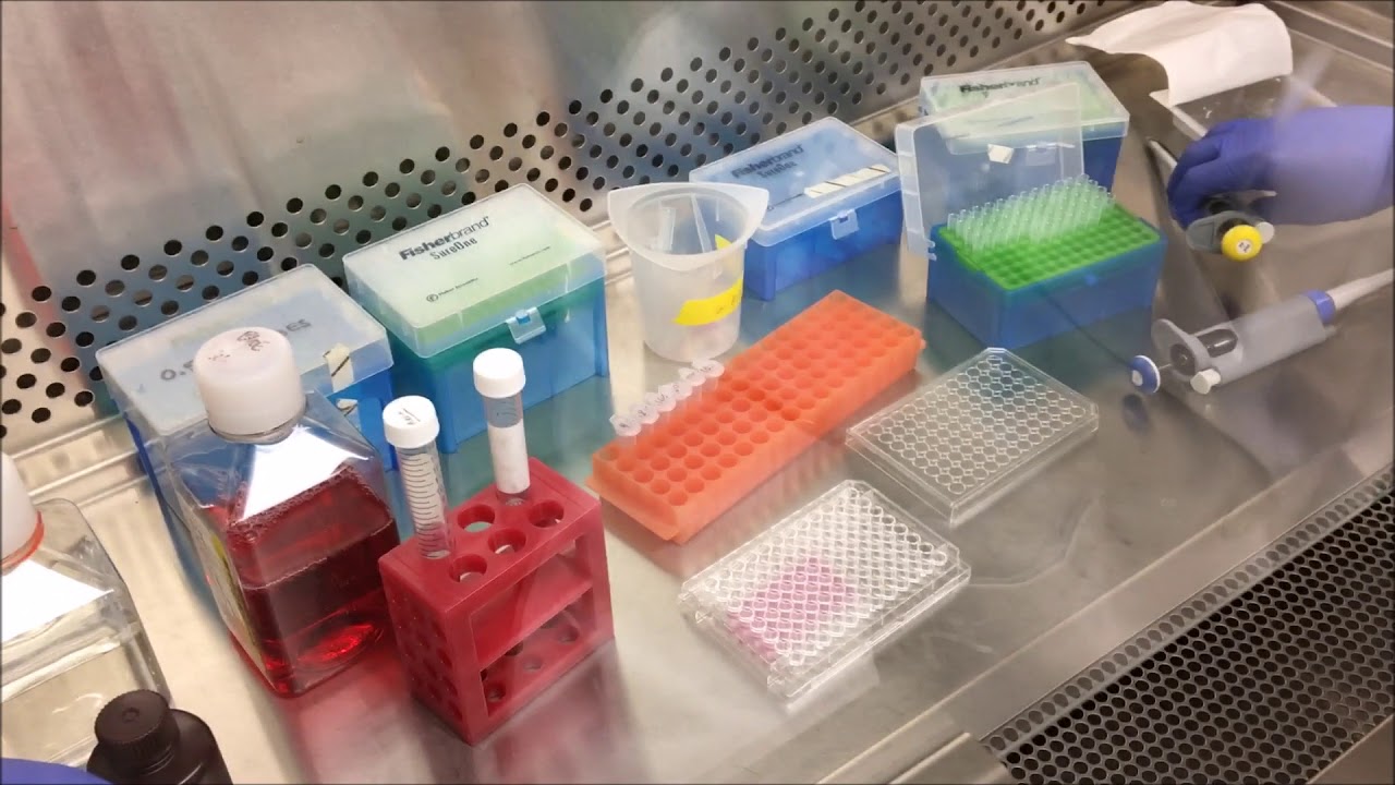 BIOE306 MTS Assay Demonstration - YouTube