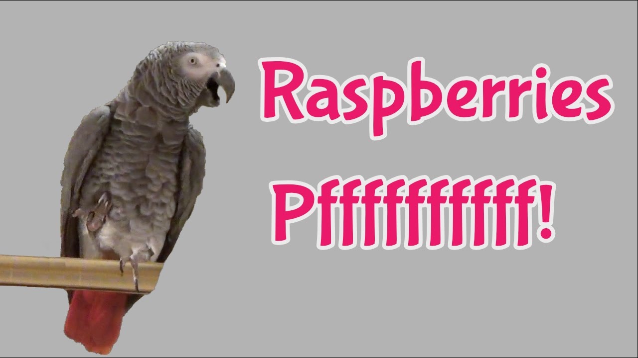 Raspberries! - Einstein the Talking Texan Parrot (Fart noise) - YouTube