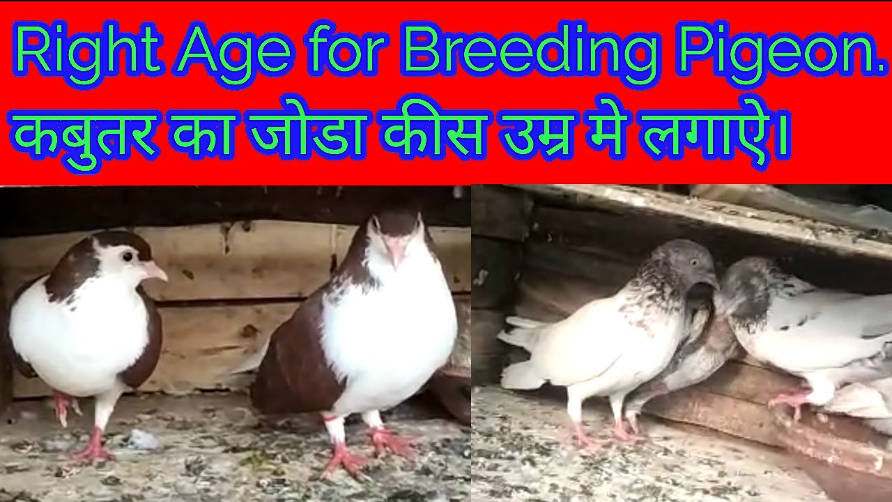 Right Age for Breeding Pigeon कबुतर का जोडा कीस उम्र मे लगाऐ। - YouTube