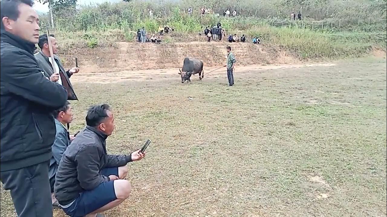 nyuj sib nraus zoo saib nyob zos nas nyaus - YouTube