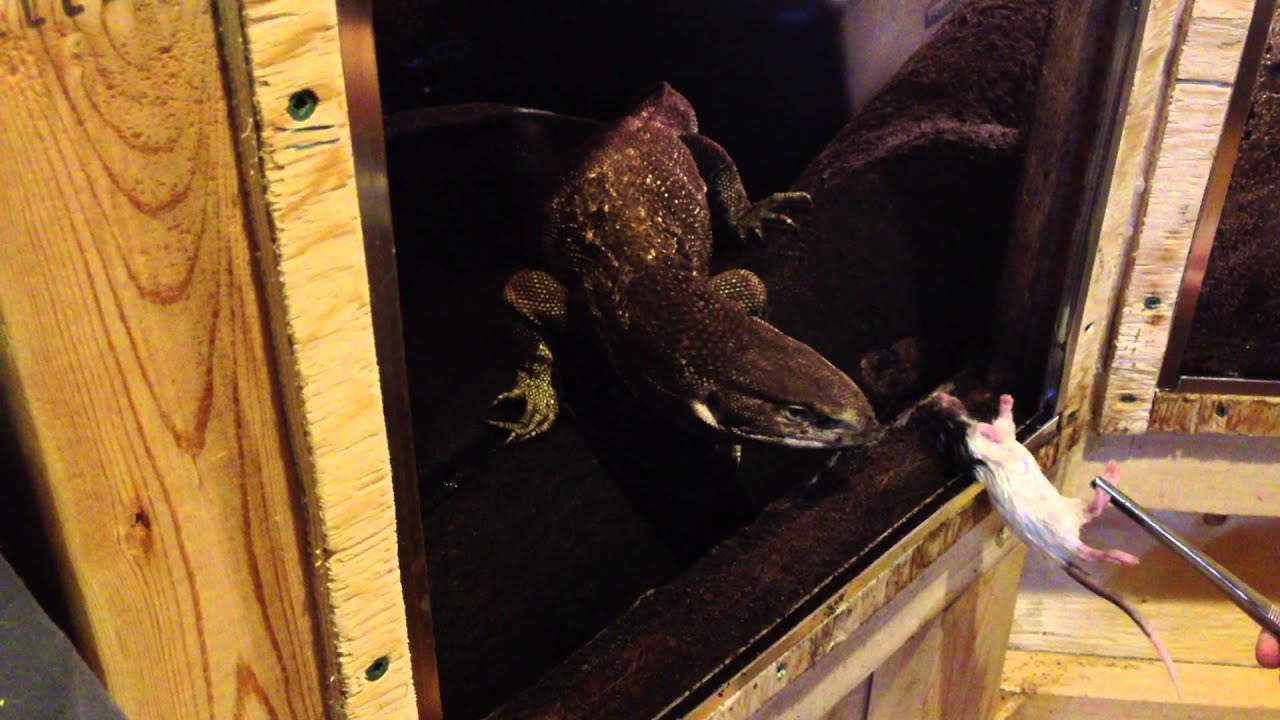 Varanus Albigularis Microstictus, and Ionidesi. (White Throat, Black ...