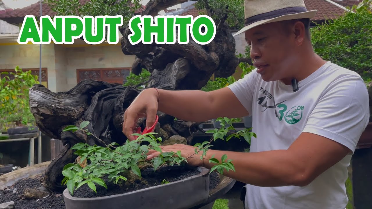 SIMAK BERAPA PASARAN BONSAI SHITO SEKARANG - YouTube