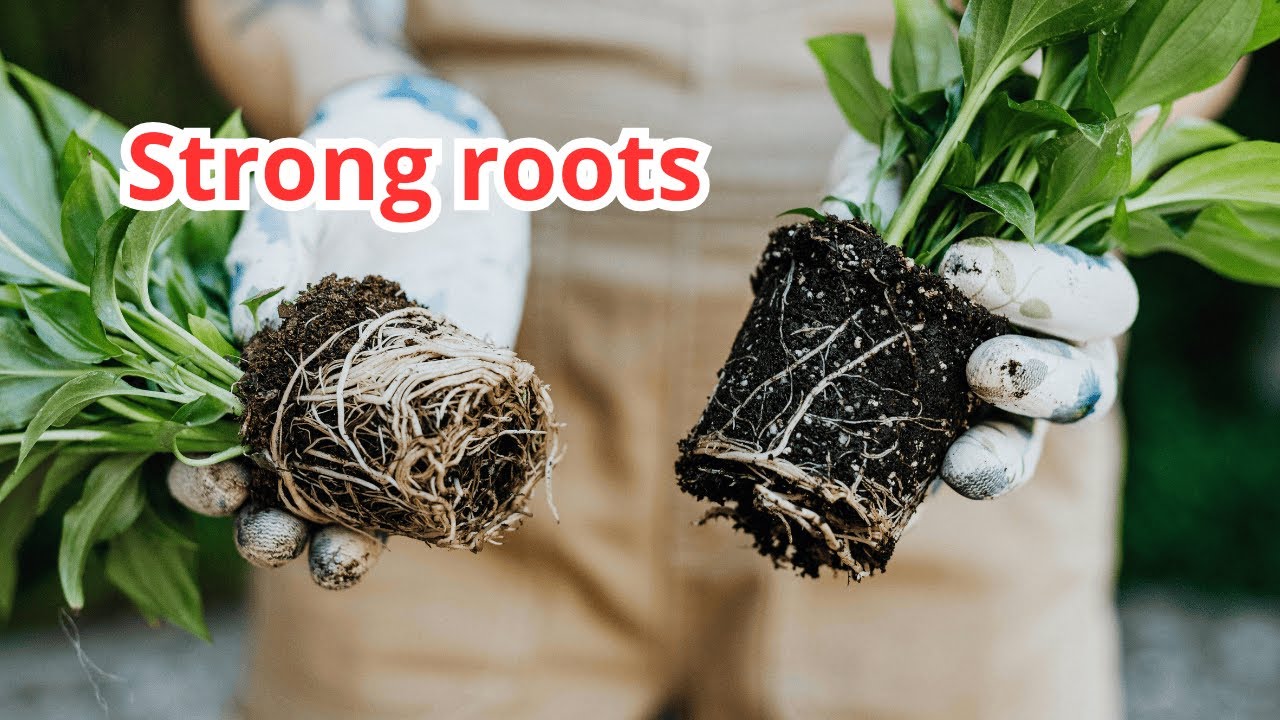 Roots are the foundation: how to help plants grow stronger - YouTube
