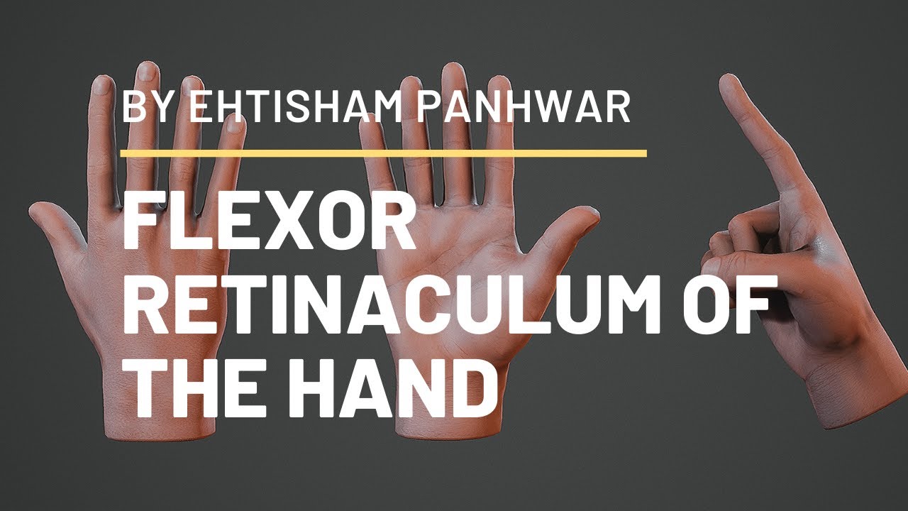 FLEXOR RETINACULUM OF THE HAND - YouTube