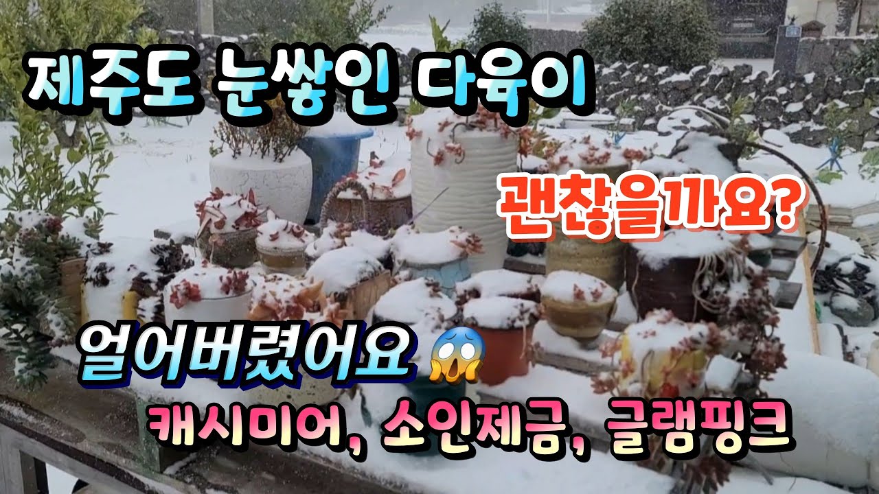 제주도 눈쌓인 다육 괜찮을까요 캐시미어 소인제금 글램핑크가 얼었어요 다육식물 다육이 다육이키우기 Youtube