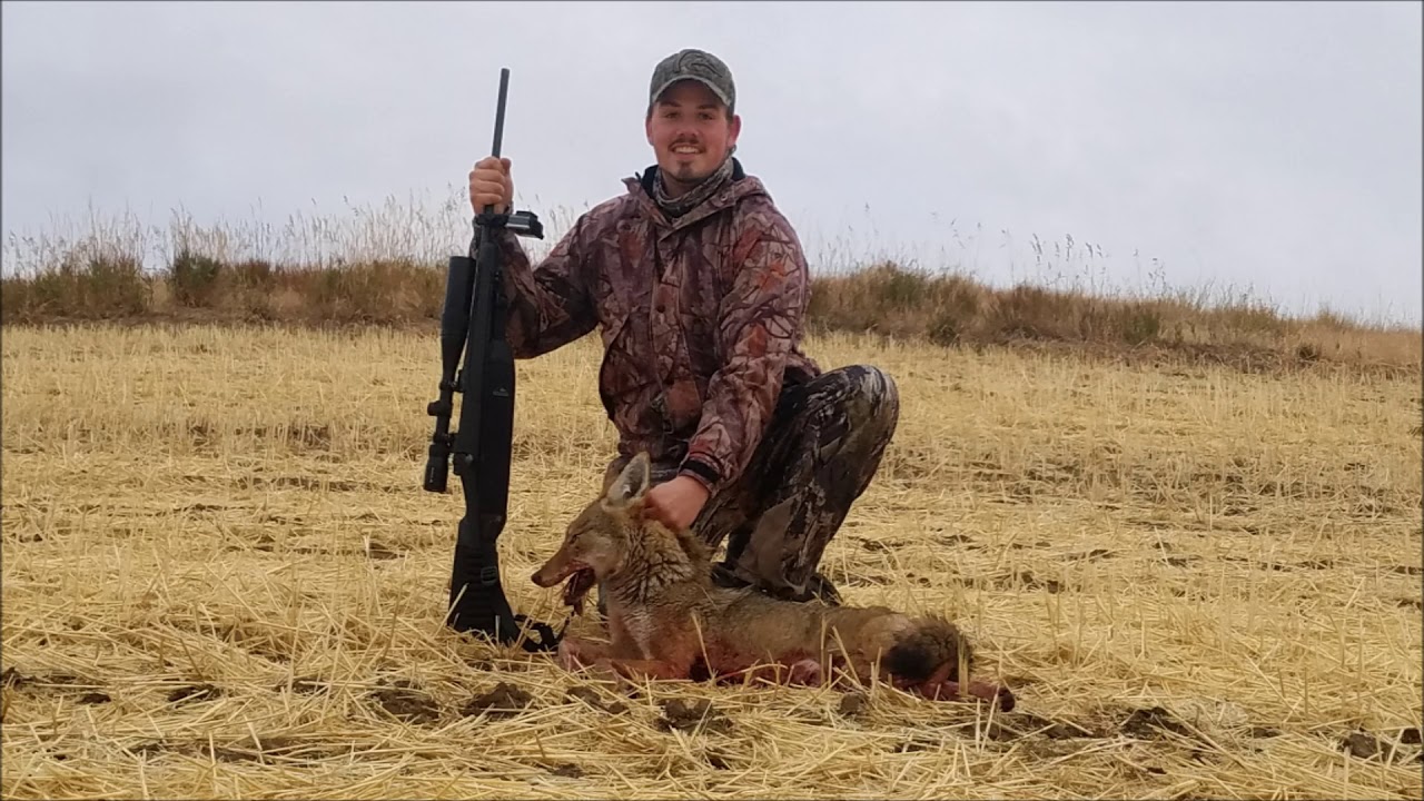 Foxglove Outdoors - Eastern Washington Coyote Hunt - YouTube