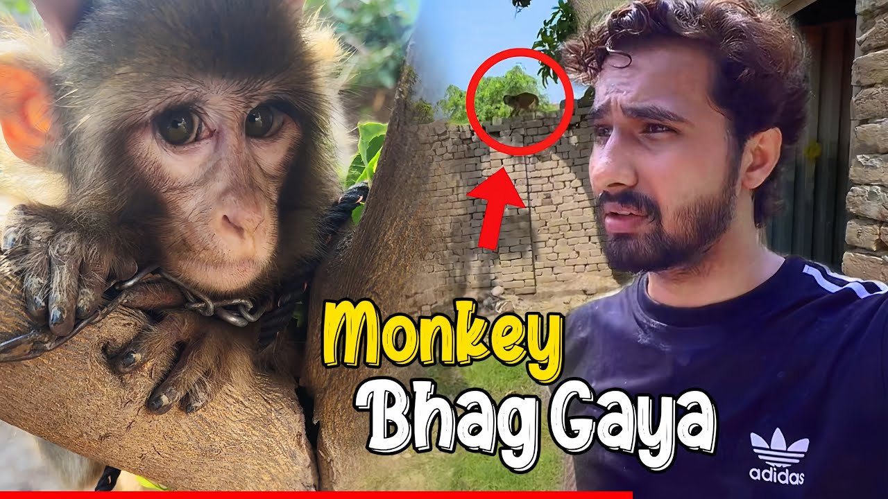 Monkey laya tha 😢 lekin wo Bhag gaya 💔 | Mini Zoo | Pets Vlog - YouTube