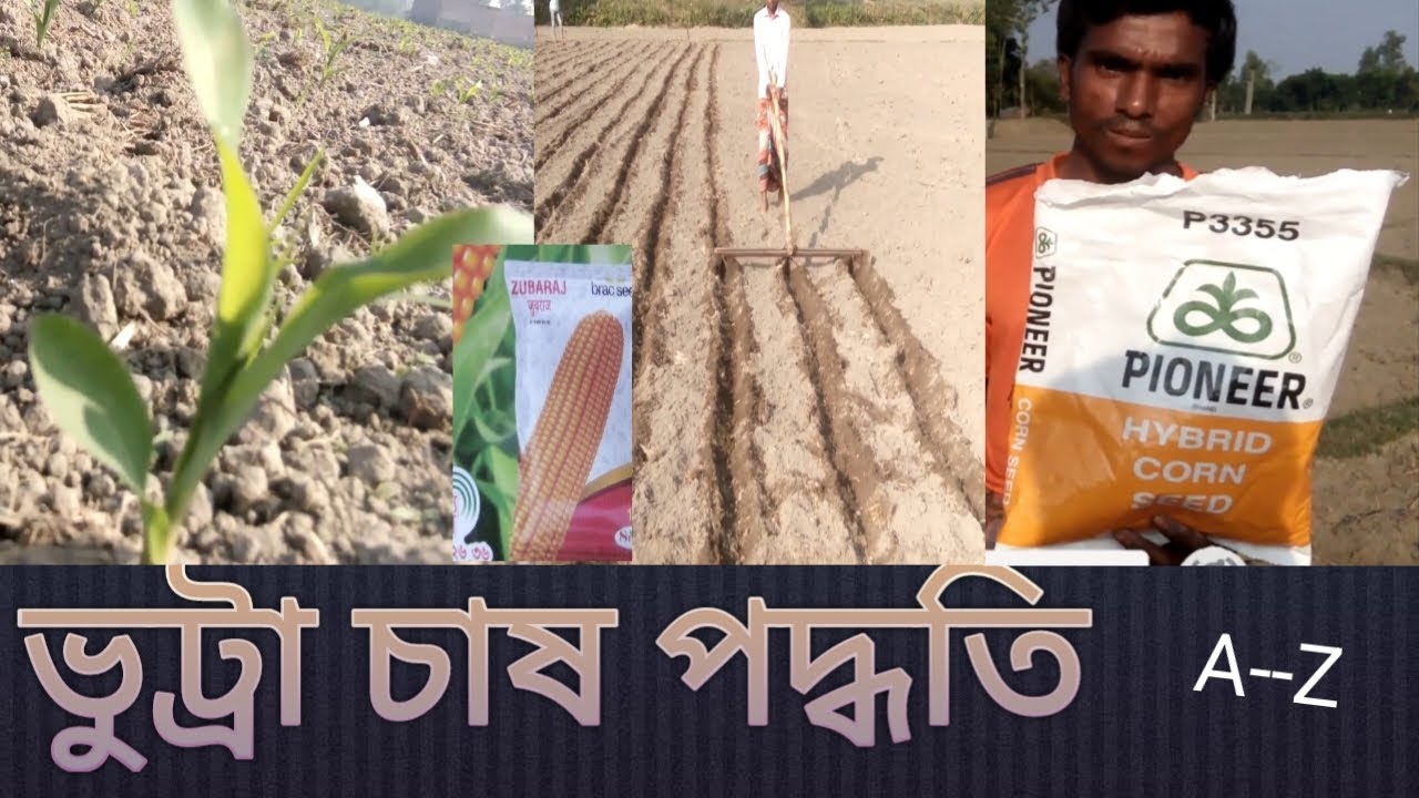 ভুট্টা চাষের সঠিক পদ্ধতি ,আগাম ভুট্টা চাষ Correct method of corn ...