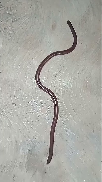 world's smallest snake - YouTube