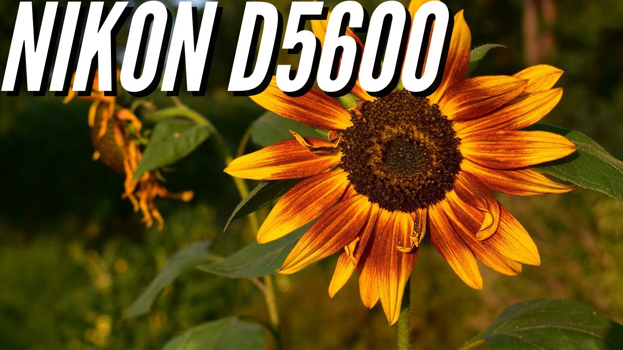 Nikon D5600 📸 Sample Photography - Image Quality - YouTube