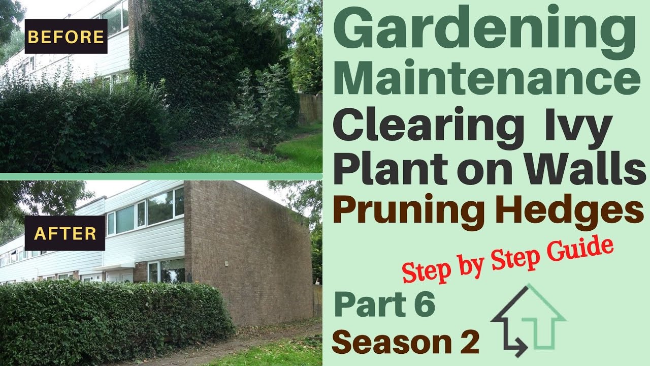 Gardening Maintenance | Clearing Overgrown Ivy Plants on Wall & Pruning ...