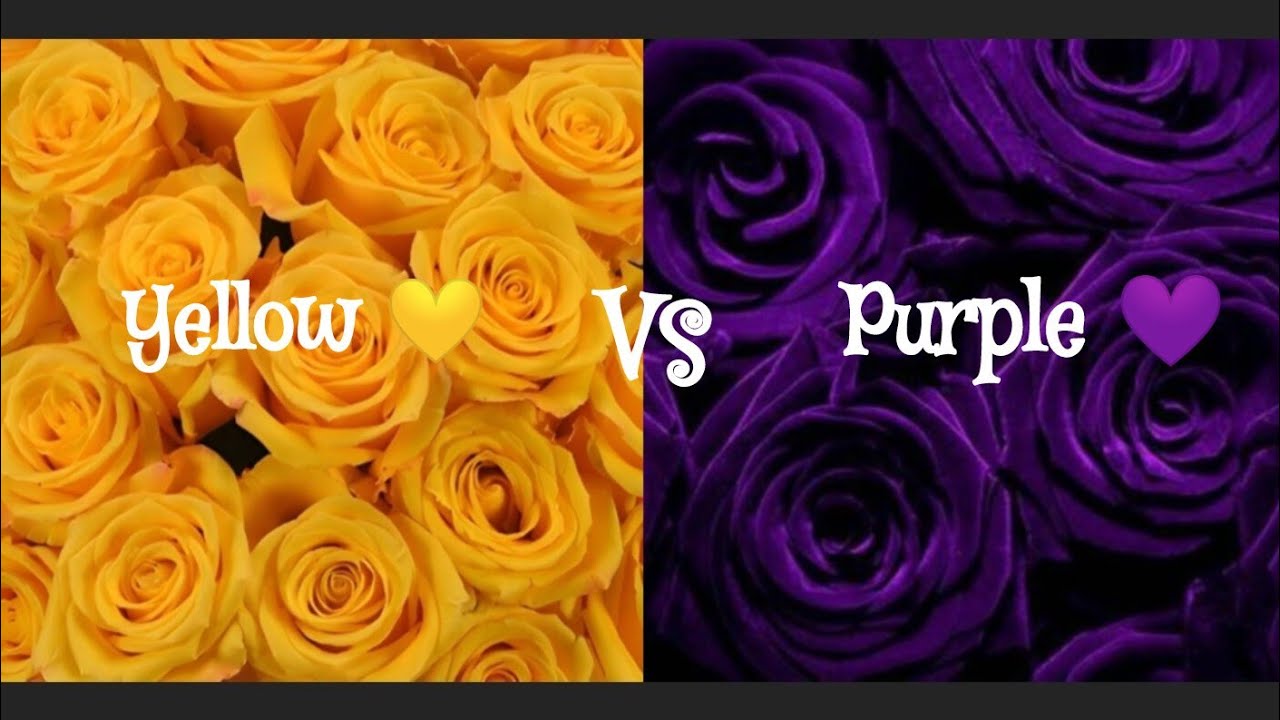 yellow 💛 vS purple 💜#trending #combination #colourscombination # ...