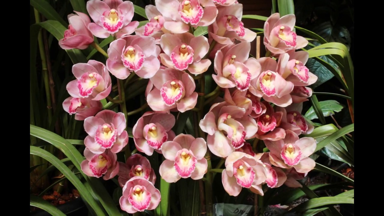 Sikkim Orchid Farm Tour In March - YouTube