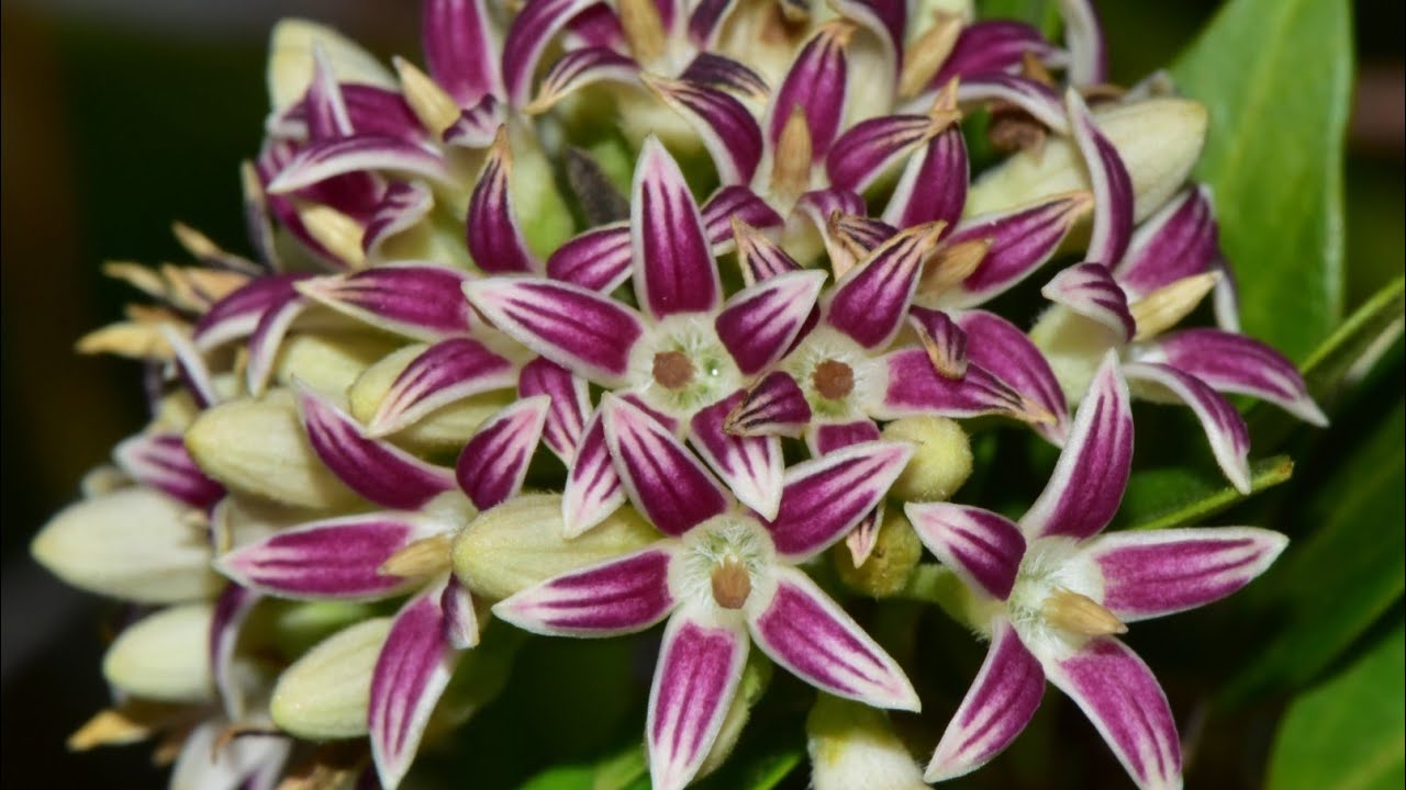 Jurassic Forests & Root Parasites of New Caledonia - YouTube