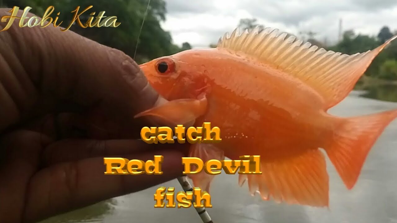 Catching Red Devil Fish - YouTube