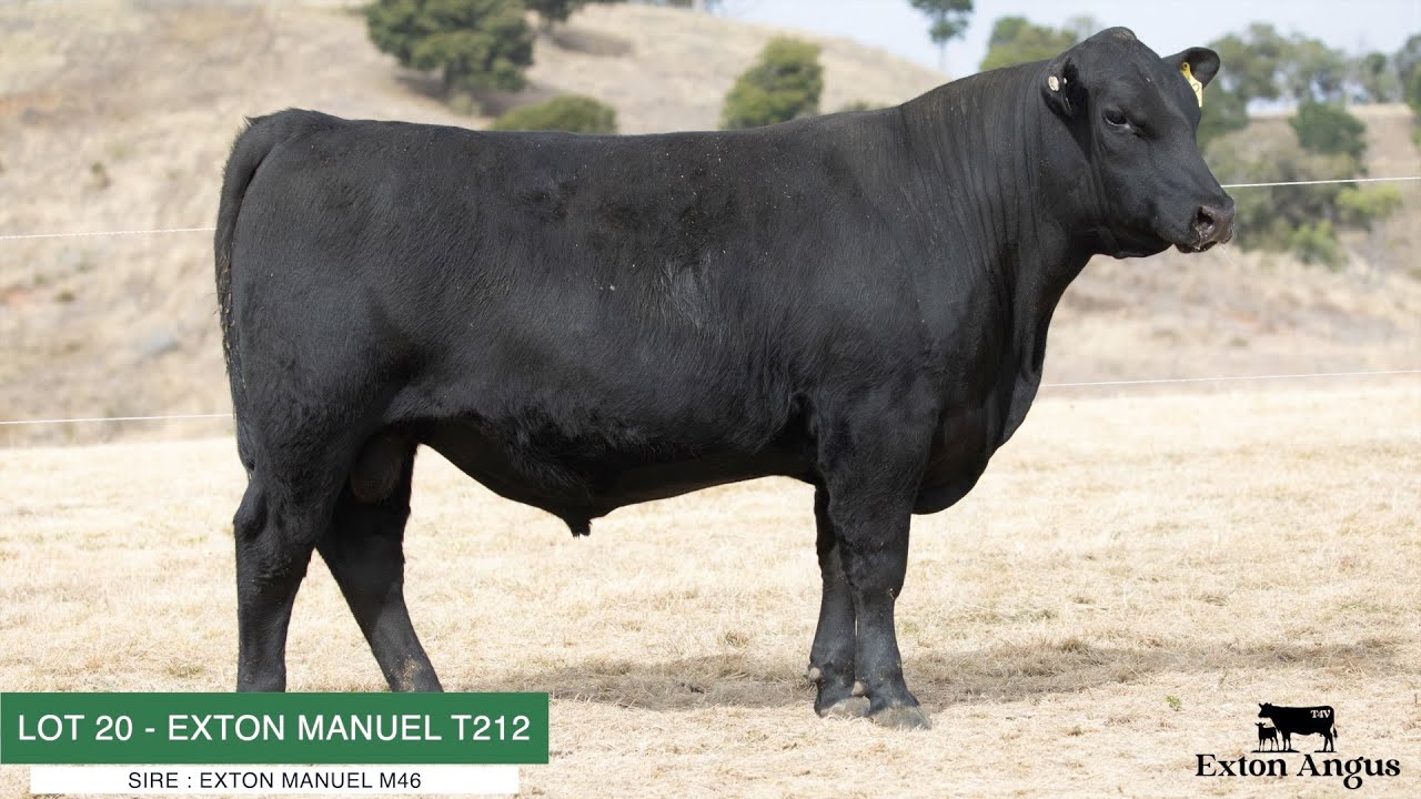 LOT 20 - EXTON ANGUS 2023 - YouTube