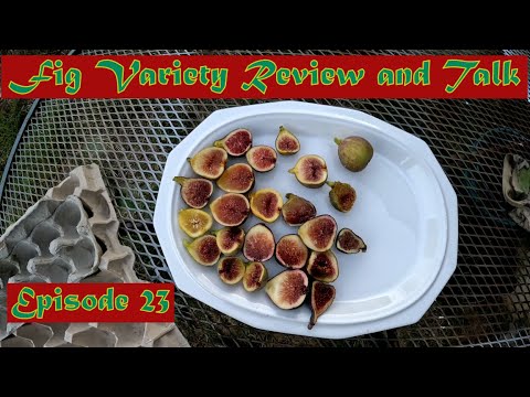 Fig Variety Review and Talk Ep 23 - YouTube