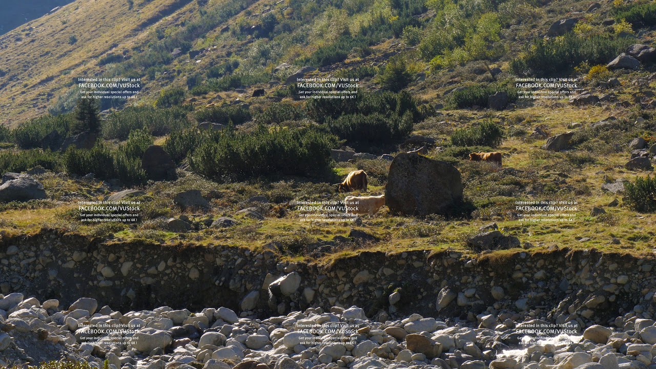 Wild Bullocks in austria alps - YouTube