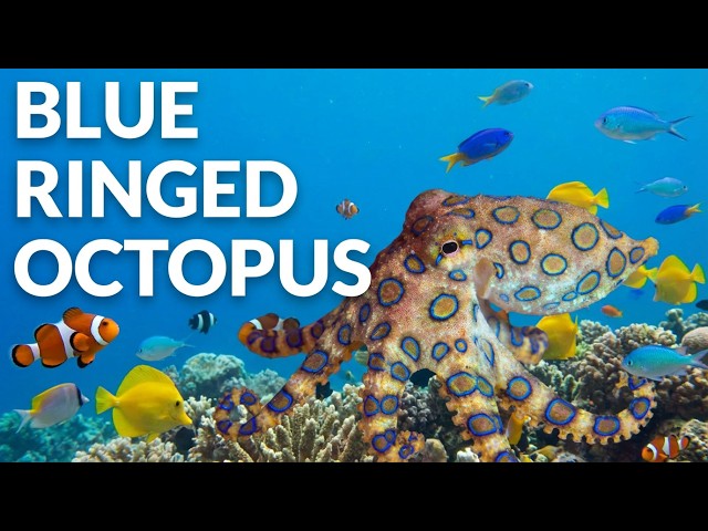 Most Poisonous Octopus Starting An Octopus Home Aquarium | Tropical