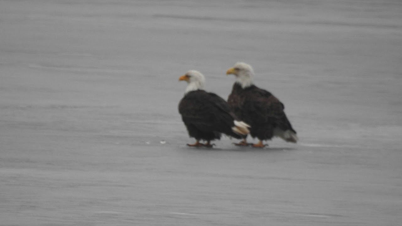 Bald Eagles Mating 2018 Pennsylvania - YouTube