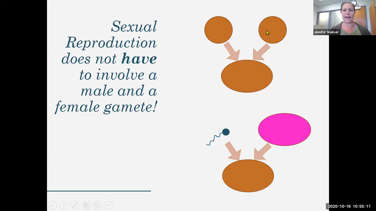 Bio317 Sex Determination Youtube
