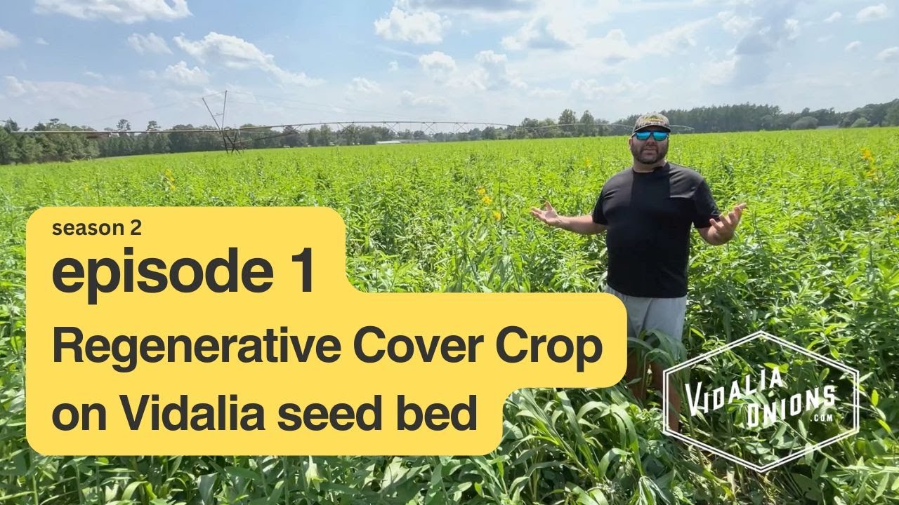 Episode 1 ~ Cover crop in our Vidalia onion seed bed - YouTube