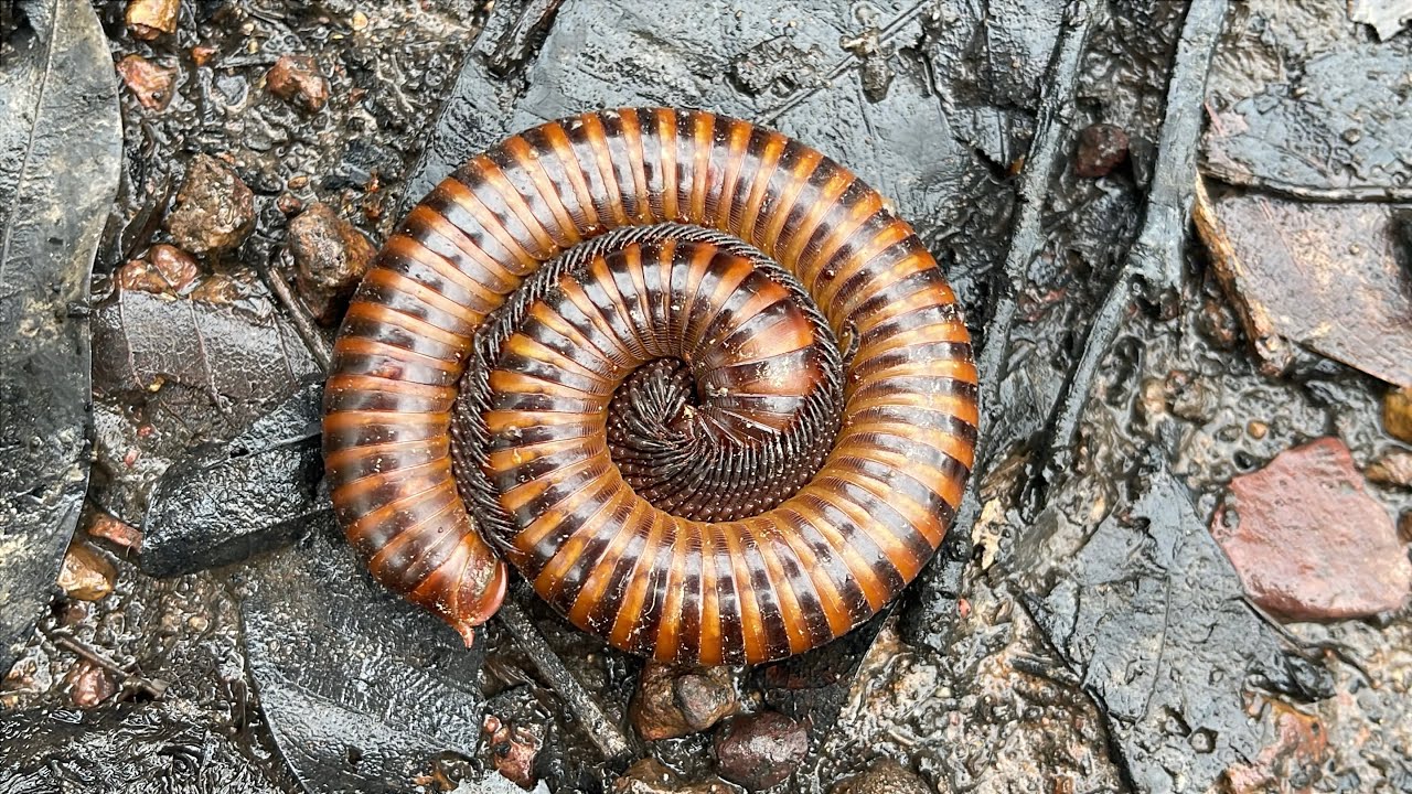 Giant Millipede, Small Red Millipedes, Many Other 2 Venomous Scorpions ...