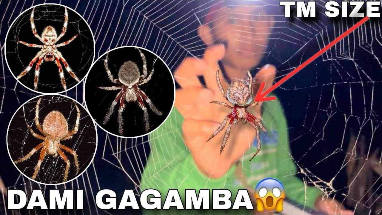 GRABE DAMI NAMIN NAHULI GAGAMBA,TM SIZE,GOOD SIZE,GAGAMBA HUNTING - YouTube