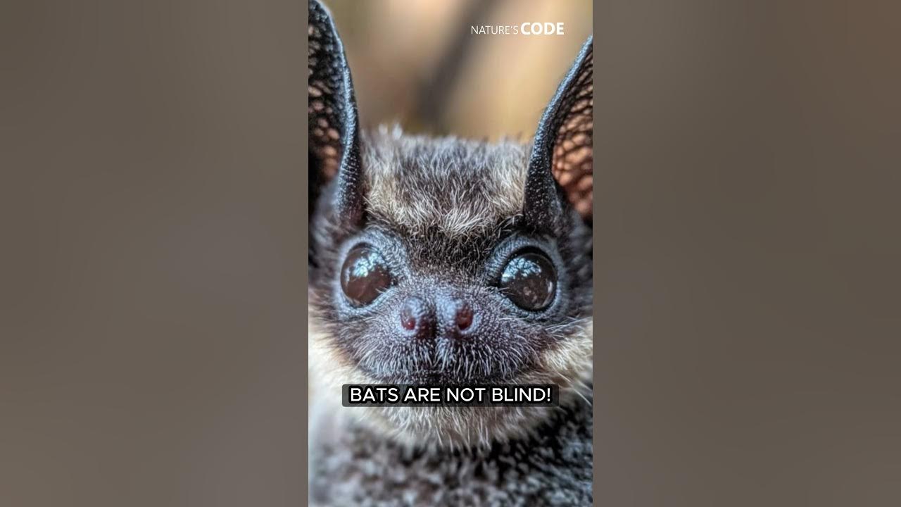 The Secret Superpowers of Bats! 🦇 #bats #nature - YouTube