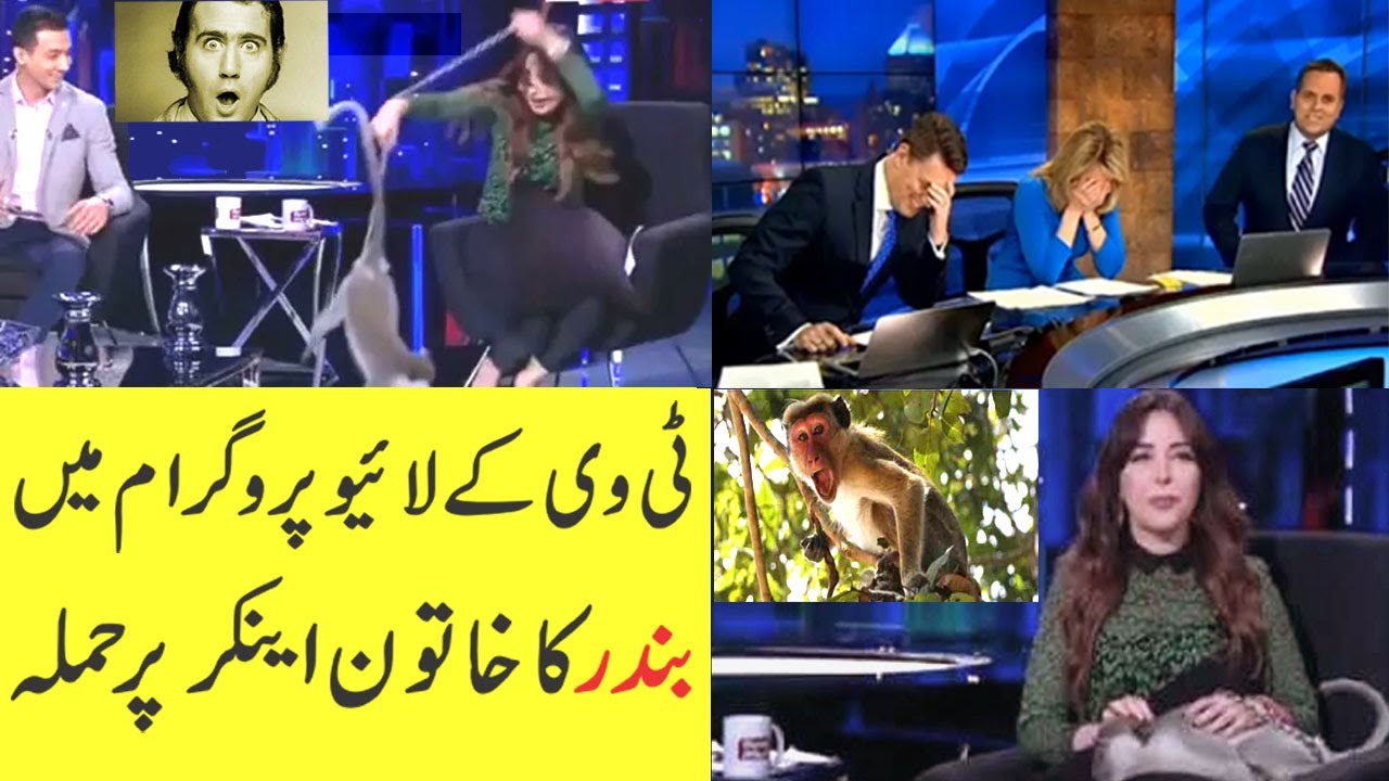 Monkey attacks female anchor in live TV program | Today Facts - YouTube