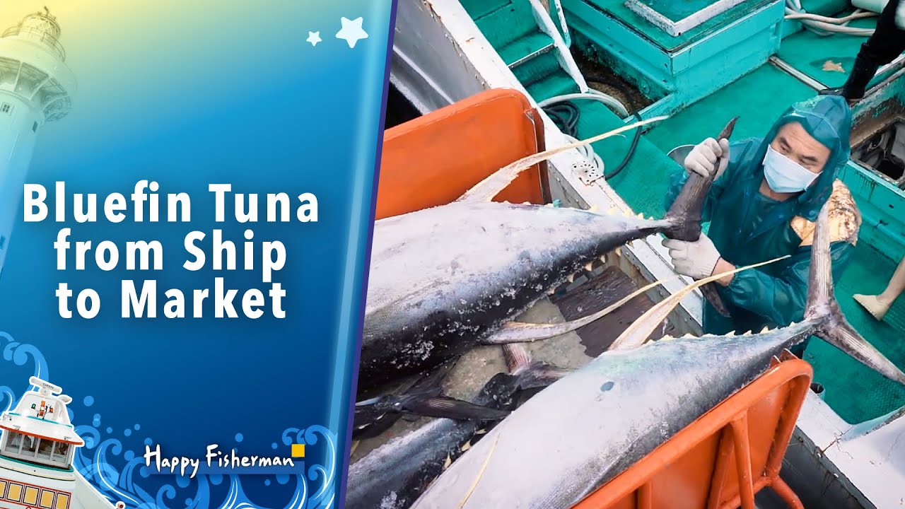 The Bluefins Go to Market | Happy Fisherman - YouTube