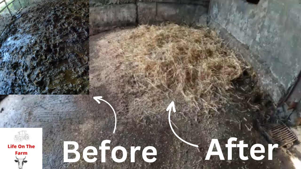 Will this save on straw? Bedding the Charolais bull - YouTube